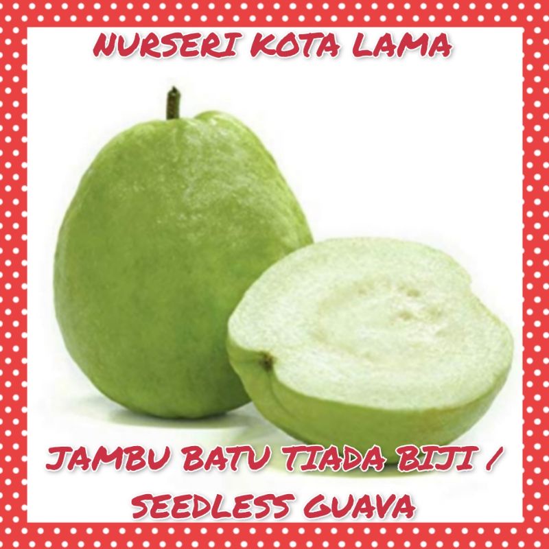🔥HYBRID🔥 POKOK JAMBU BATU TIADA BIJI / Seedless Guava Tree / Psidium ...