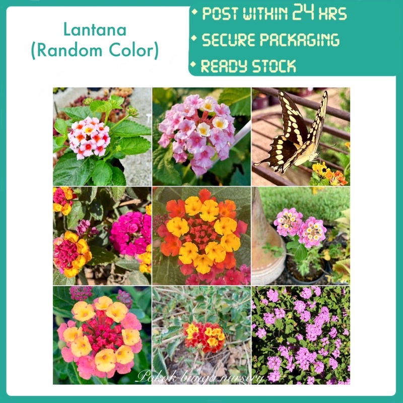 PBN - lantana (random Color) - pokok bunga nursery outdoor flower plant ...