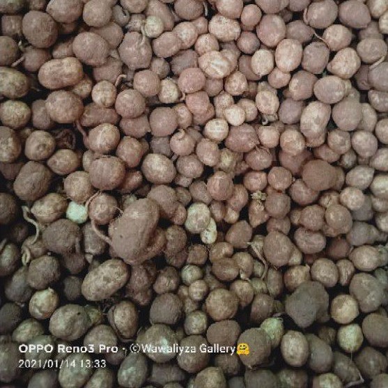 1KG KACANG POOL @ KACANG POI MENTAH READY STOCK | Shopee Malaysia
