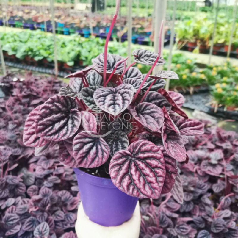 TKL - Peperomia Caperata Burgundy/Emerald/Green/Obtusifolia Variegated ...