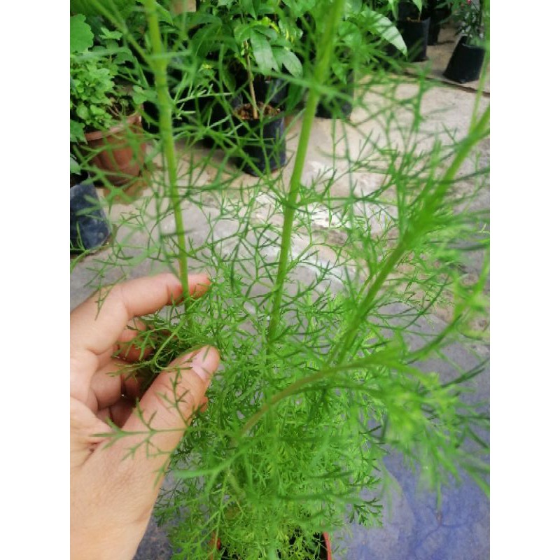 Pokok Dill (READY STOK) | Shopee Malaysia