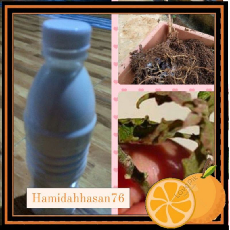 Ubat hama | ulat | bena | kulat | kerinting pokok | kulat dan masaalah ...