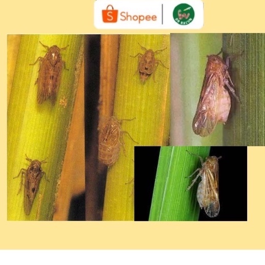 Racun serangga 1L Wereng Coklat Indonesia Bena Perang Tanaman Padi ...