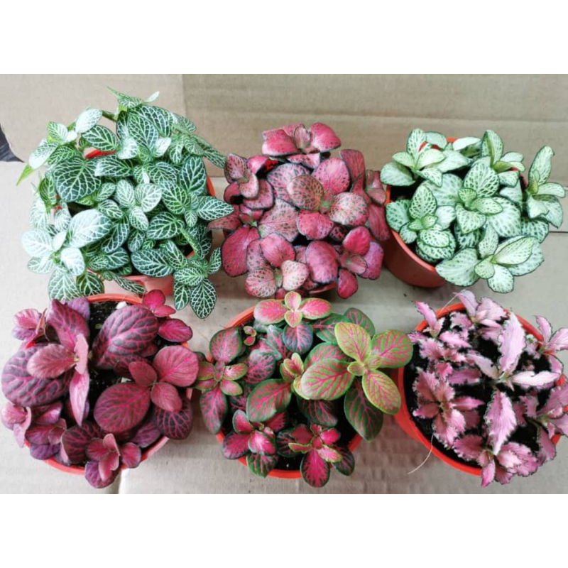 READY STOCK Indoor Plants Cemeron Fitonia Plants Anak Pokok Fotonia ...