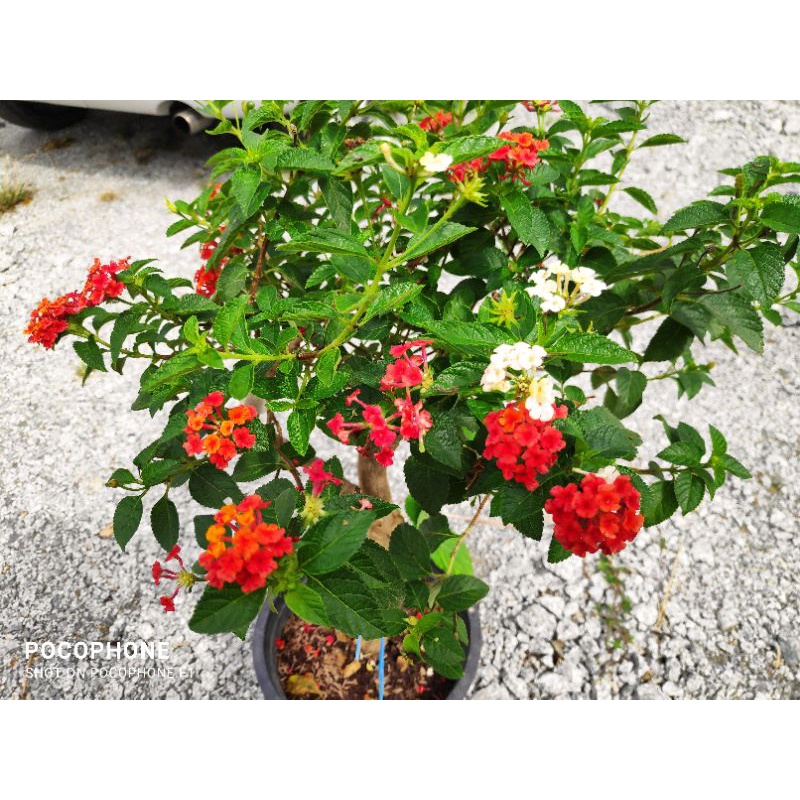 West Indian Lantana (Bunga tahi ayam) | Shopee Malaysia