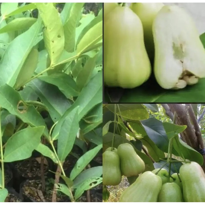 Pokok Jambu Madu Hijau Hybrid king / hybrid green watery rose apple ...