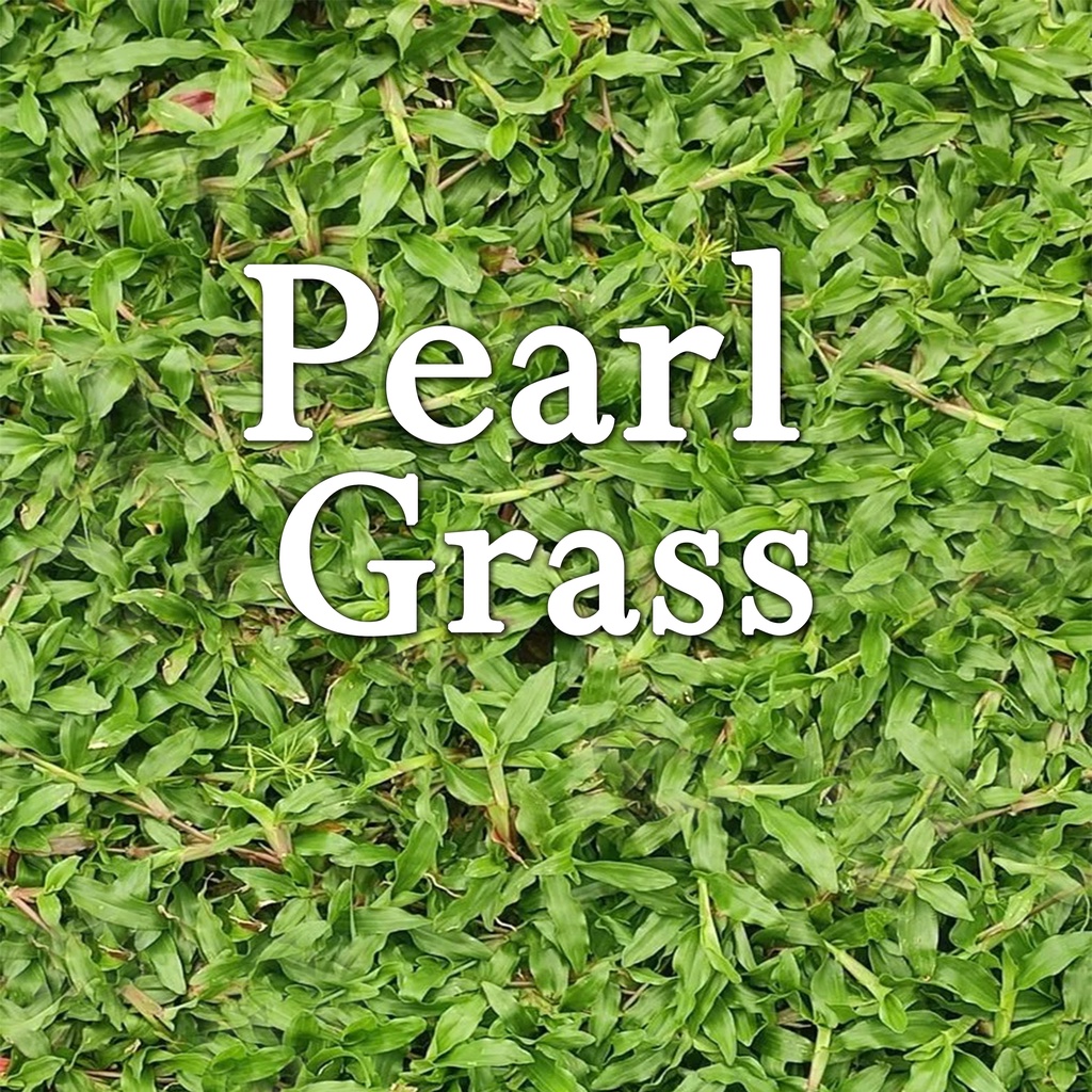 Rumput Mutiara Pearl Grass Real Grass Rumput Hidup Pembekal Rumput ...