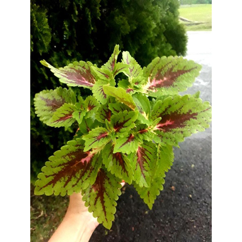 💥NEW HOT💥 POKOK ATI2 RIMBUN | Shopee Malaysia