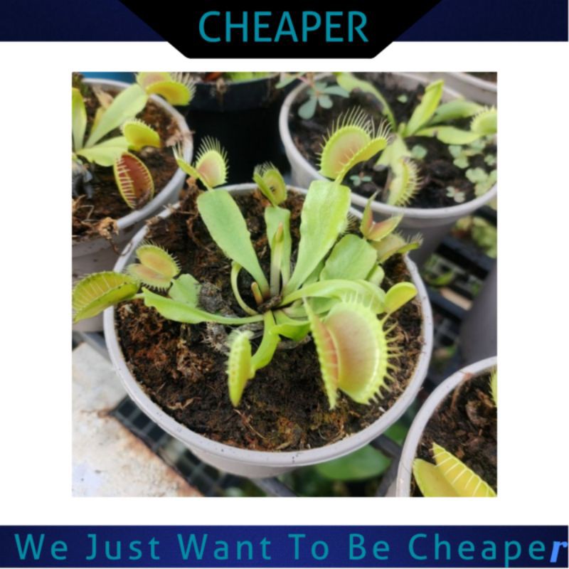 1 Pot x Real Plant Live Carnivorous Bunga Venus Flytrap Dionaea ...