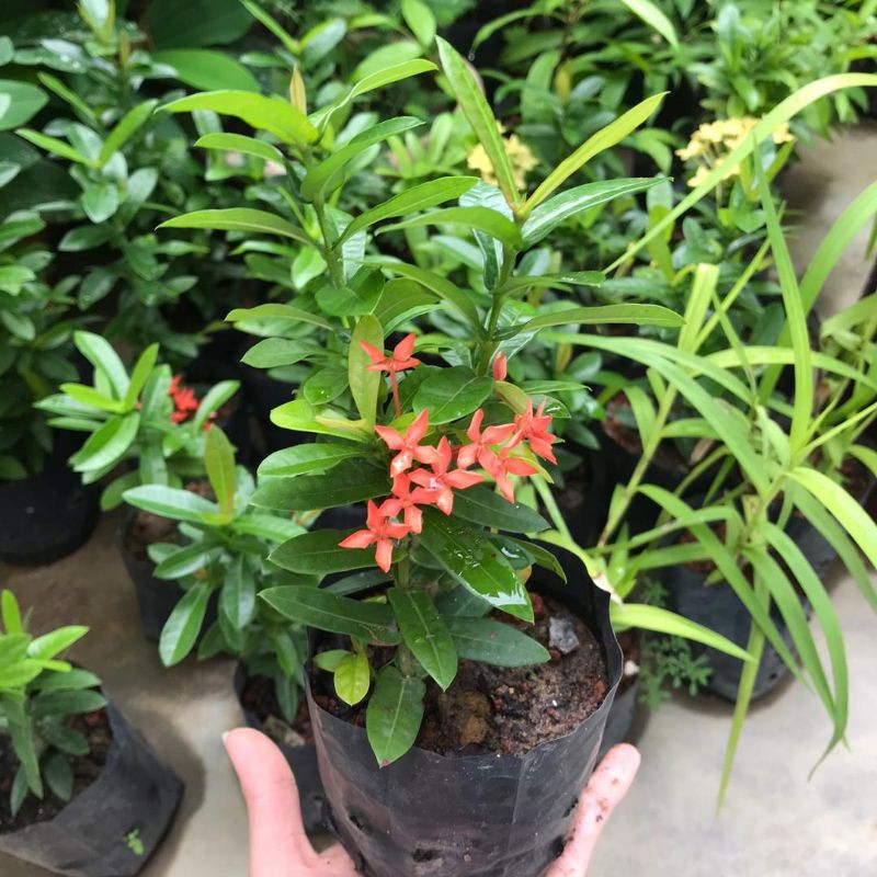Ixora Outdoor Flower Plant with Pot | Shopee Malaysia