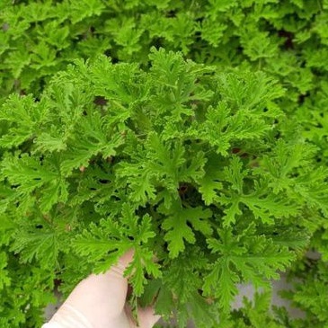 [Paling Horticulture Sdn Bhd] Pokok Halau Nyamuk | Mosquito Repellent ...