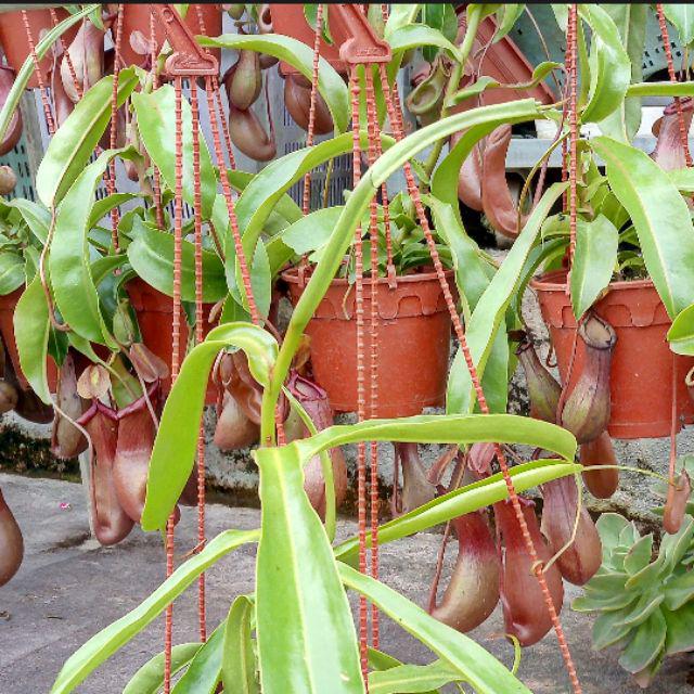 Anak Pokok Periuk Kera Pokok Hiasan Cantik Pokok Hidup Nepenthes Live ...
