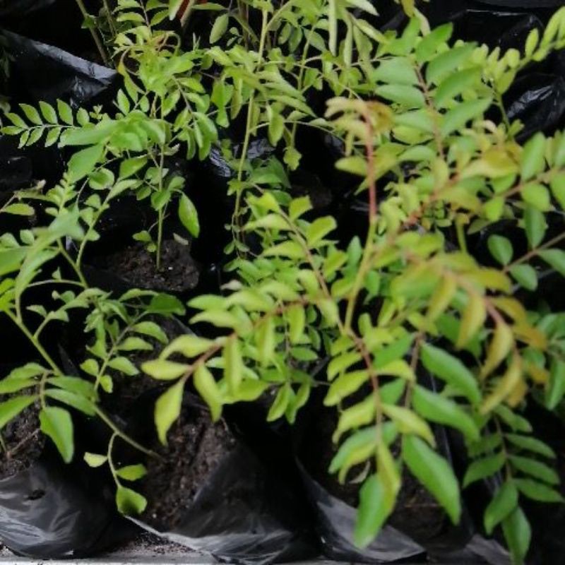 Curry Leaves & Young Plant (咖哩叶/咖哩树) | Shopee Malaysia