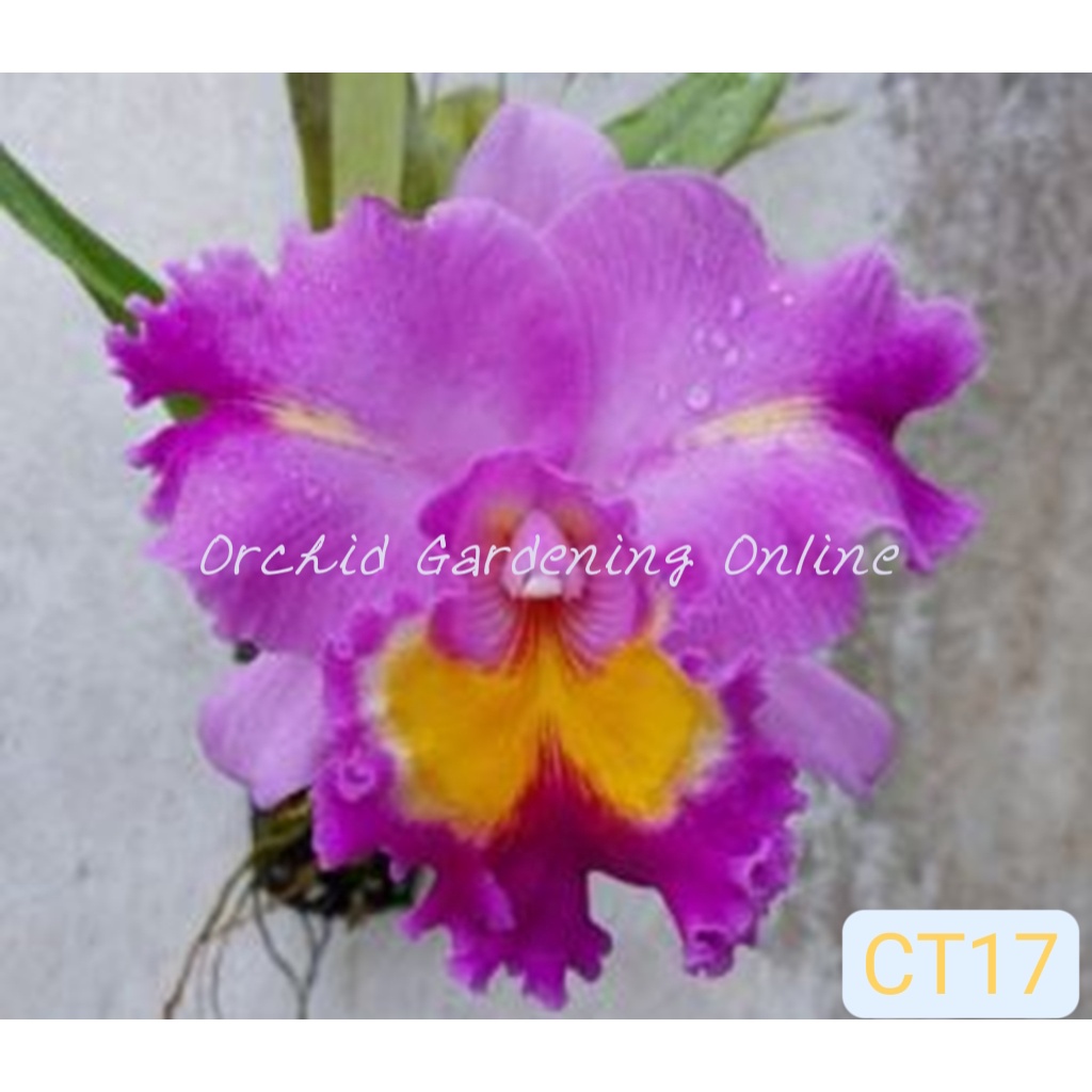 Cattleya (Size Anak Pokok) | Shopee Malaysia