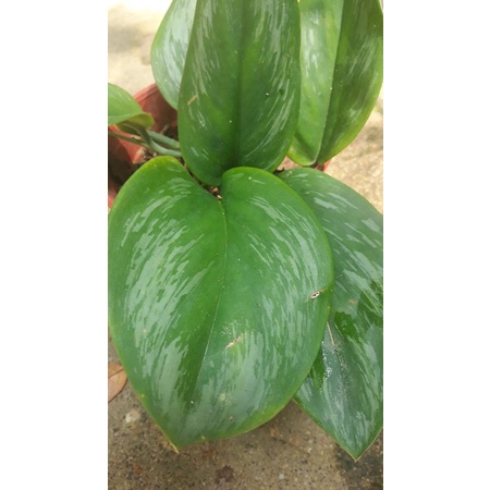 Scindapsus officinalis wild plant | Shopee Malaysia