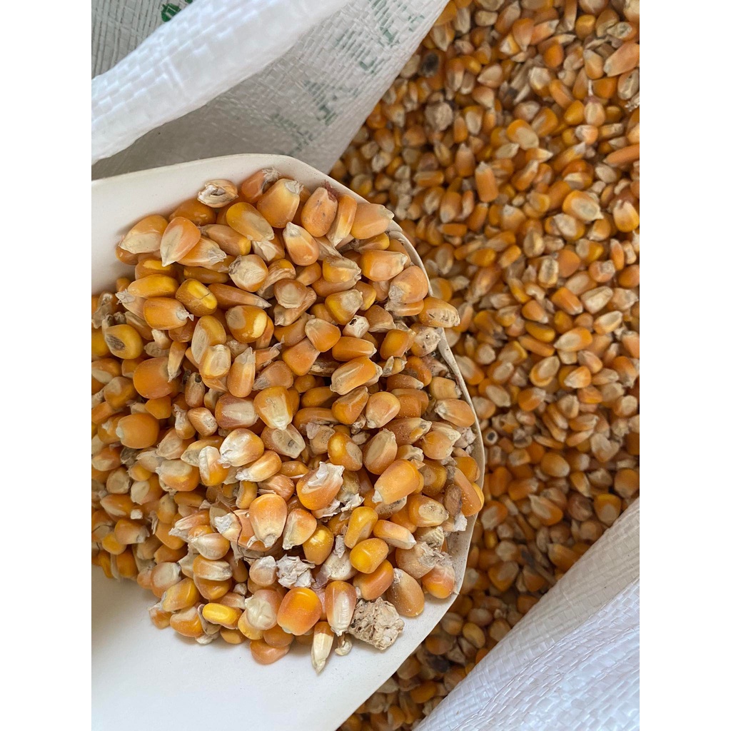 Jagung B | Jagung C | Makanan Ayam | Chicken Feed | Chicken Corn ...