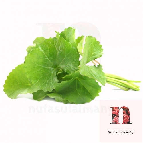 Daun Ulam Pegaga 150g [Klang Valley Only] Barang Basah Segar Antanan ...