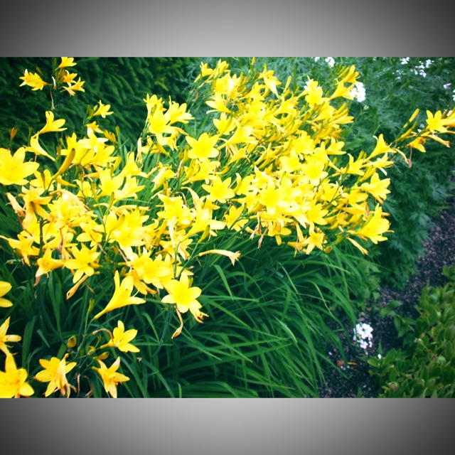 🌼🌼 anak pokok kim cham bunga kuning FAST SELLING 🌼🌼 | Shopee Malaysia