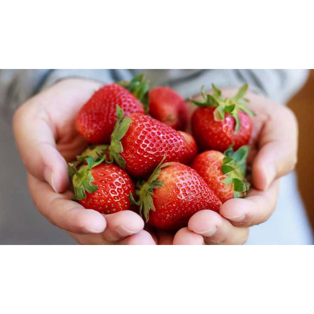 Strawberry Plant / Pokok Strawberry/ Pokok Sudah Ada Buah | Shopee Malaysia
