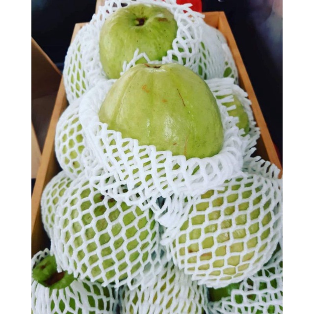 100% Fresh Guava Lohan / Buah Jambu Batu PRICE FOR 1KG | Shopee Malaysia