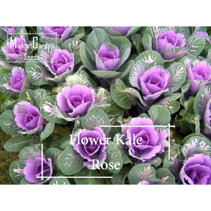 *Rare* Rose Flower Kale Seeds - 20 Seed *Pot Friendly* - Ornamental ...