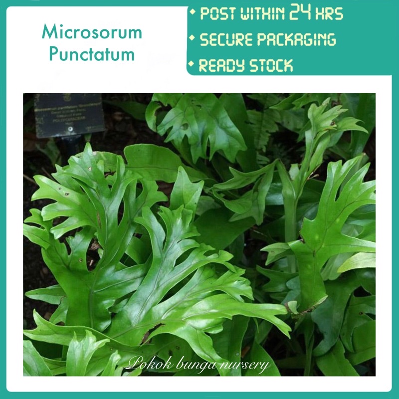 PBN - microsorum punctatum - pokok bunga nursery terrestrial elkhorn ...