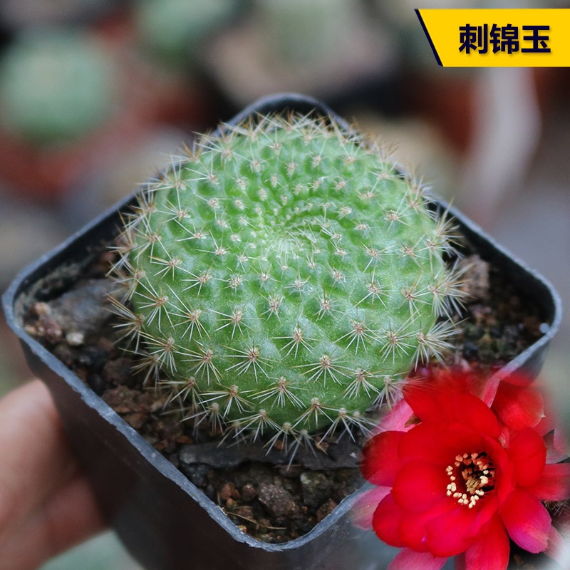 【Easy to bloom】Cactus Real-Life Thorn Jinyu Baoshan Cactus Rare Big Red ...