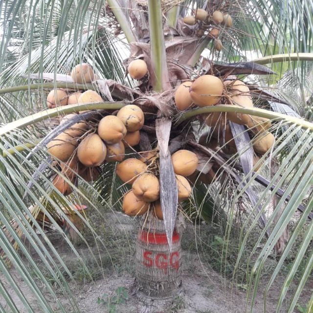 POKOK KELAPA SGG (CN16) | Shopee Malaysia