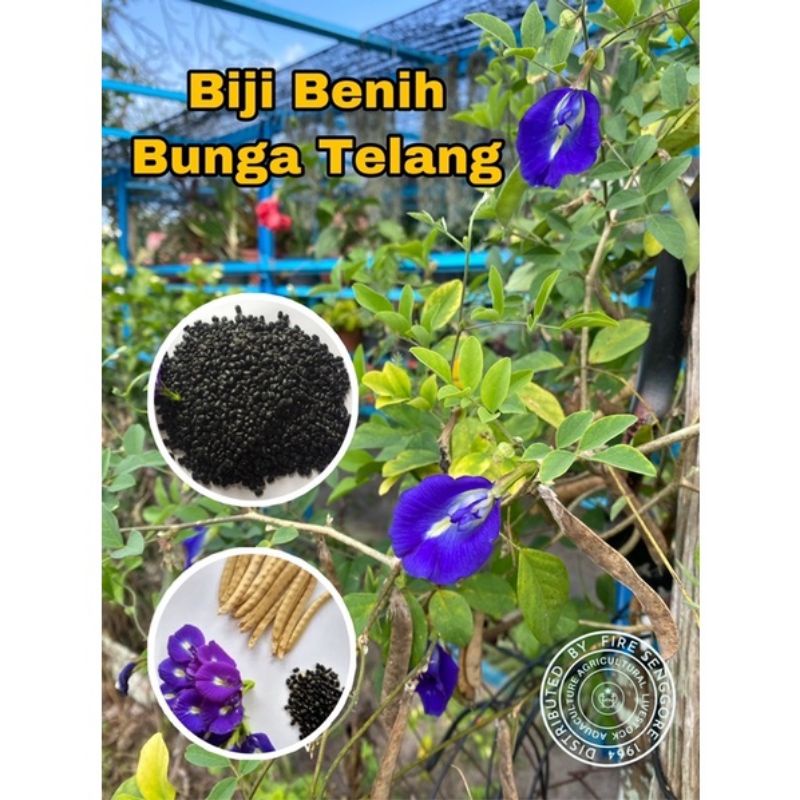 50 Biji Benih Bunga Telang Berlapis layer Seeds/Bunga Nasi Kerabu ...
