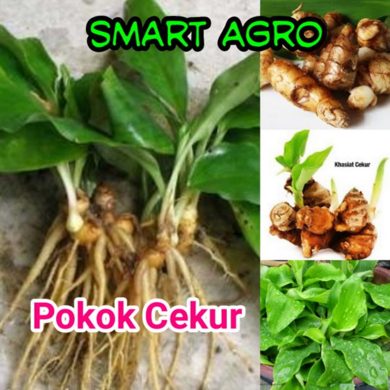 [Ready Stock] 1 Anak Pokok Cekur / Kencur Herba Fresh | Shopee Malaysia