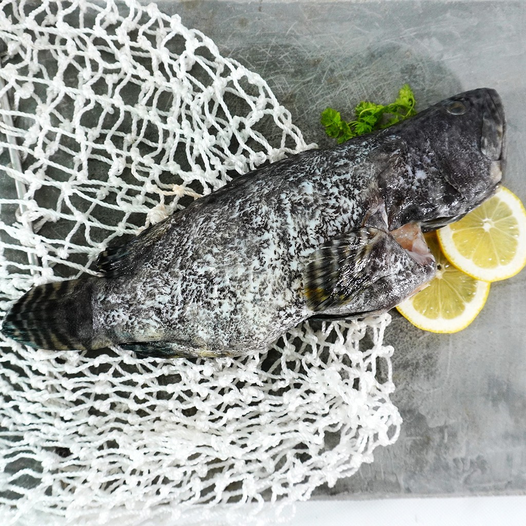 Hybrid Tiger Grouper 龙虎斑 1kg [NR Farmers Market ] | Shopee Malaysia