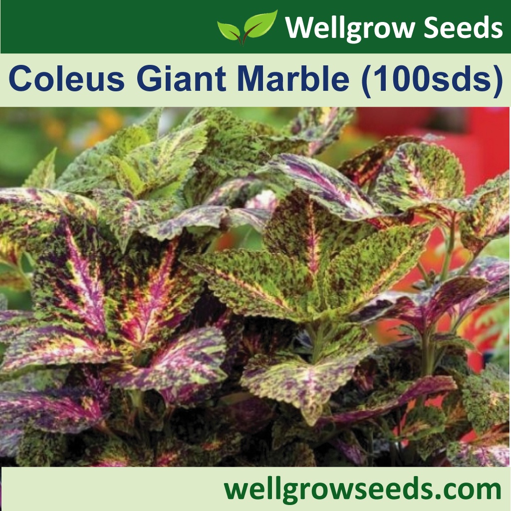 Coleus Giant Marble (100sds) 彩叶草：巨人系列（大理石色) Ati-ati Flower Seeds ...
