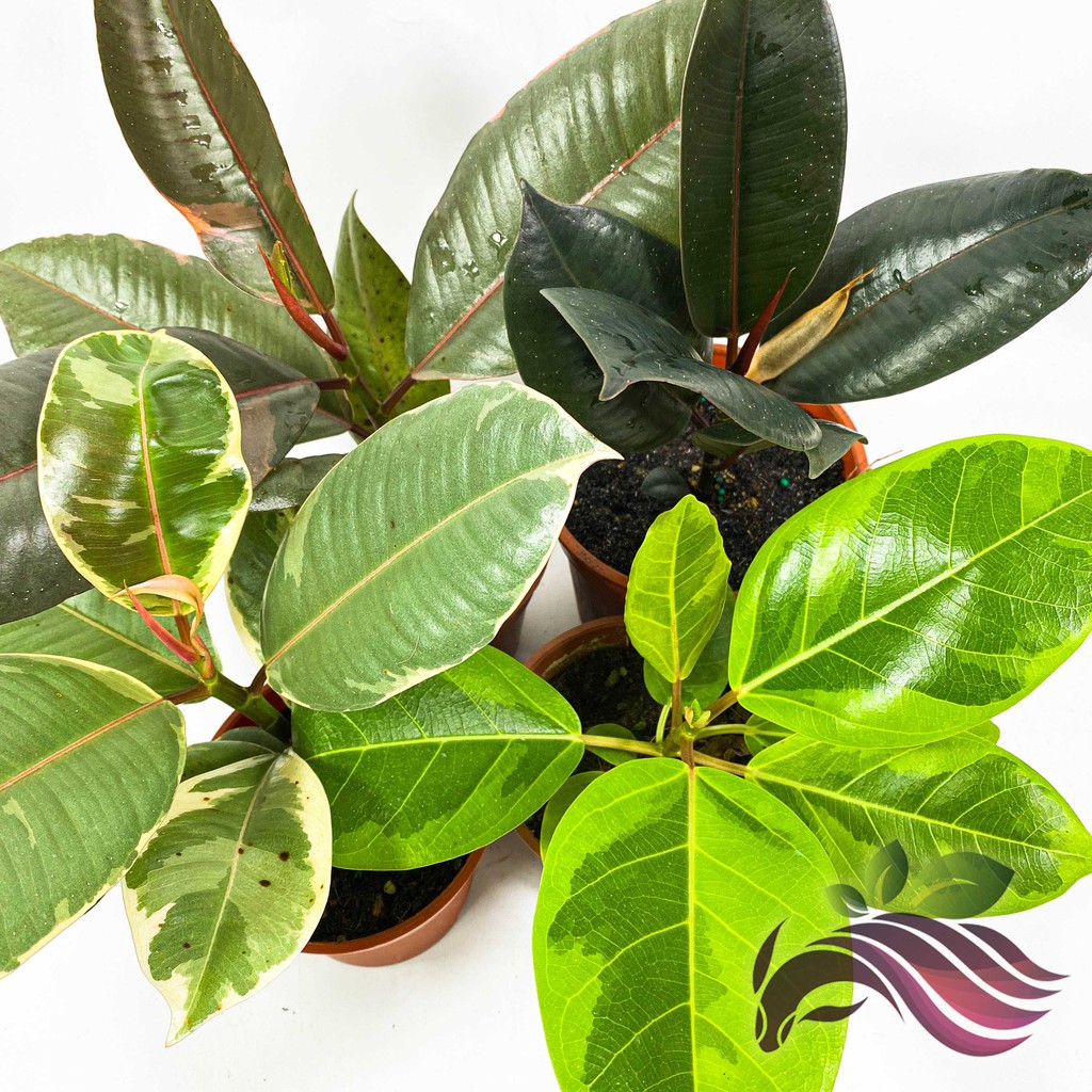 [Indoor Plant] Indian rubber tree Ficus elastica by LS Group | Shopee ...