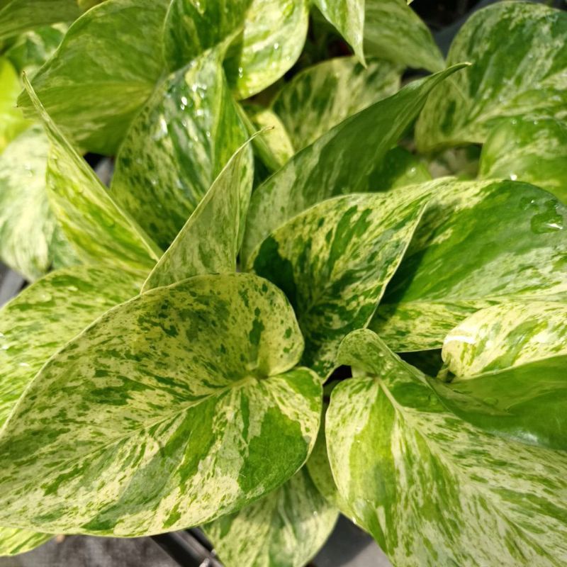 Real @ Live plant Pothos / Money plant | Shopee Malaysia