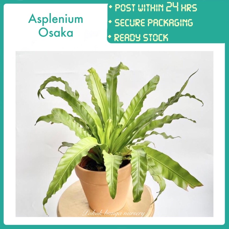 PBN - asplenium osaka - pokok bunga nursery fern indoor real live plant ...