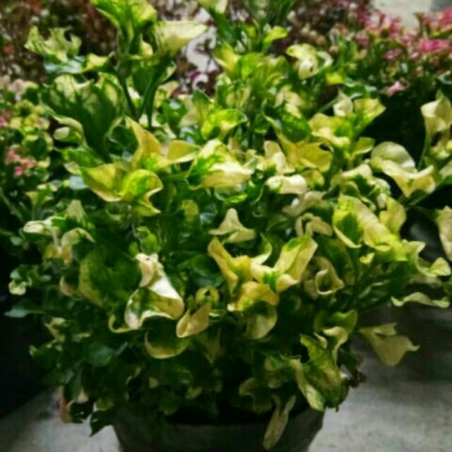 Pokok renek hiasan lanskap | Shopee Malaysia