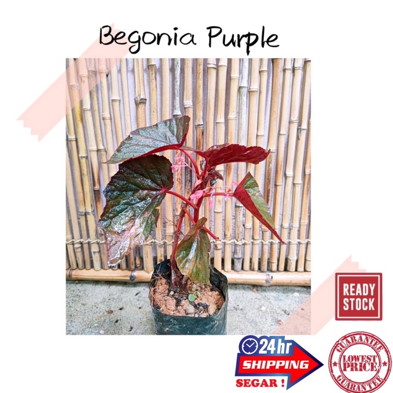 (GG REAL PLANT) begonia purple ^ pokok hidup dalaman bawah bumbung live ...