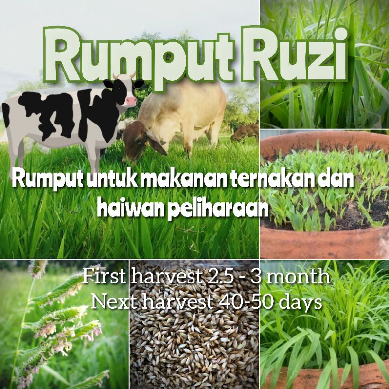 Biji benih Rumput Ruzi. Rumput untuk makanan ternakan dan haiwan ...