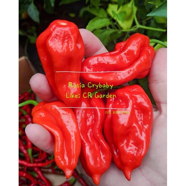 Red Demon Chilli 5 Seeds 红魔鬼辣椒 5粒(150 days, Length: 5-6cm,15g 果长5-6cm ...