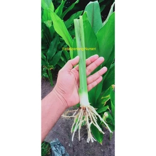 Buy temu Online With Best Price, Dec 2025 | Shopee Malaysia