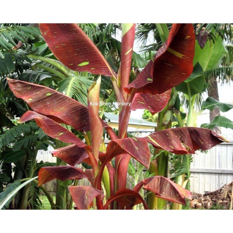 Musa Siam Ruby/Musa Banana/Bunga Hidup | Shopee Malaysia