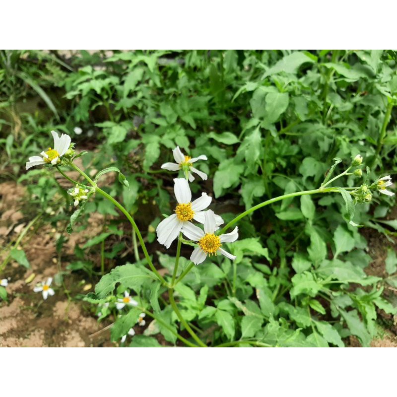 LIVE PLANT Pokok Bidens Pilosa (Bunga kelulut) | Shopee Malaysia