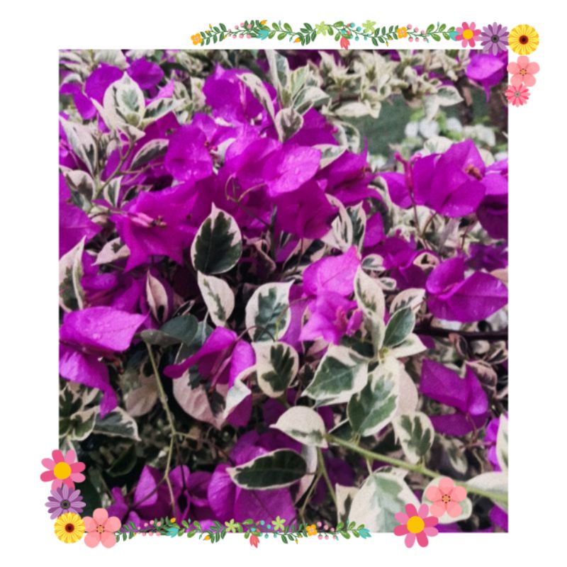 Keratan Cutting Bougainvillea / bunga kertas/杜鹃纸花/九重葛/plant | Shopee ...