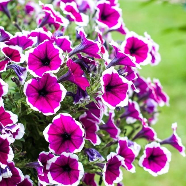 Biji Benih Bunga Morning glory 高大牵牛花种子 Flower Garden Plant Seeds Vege ...