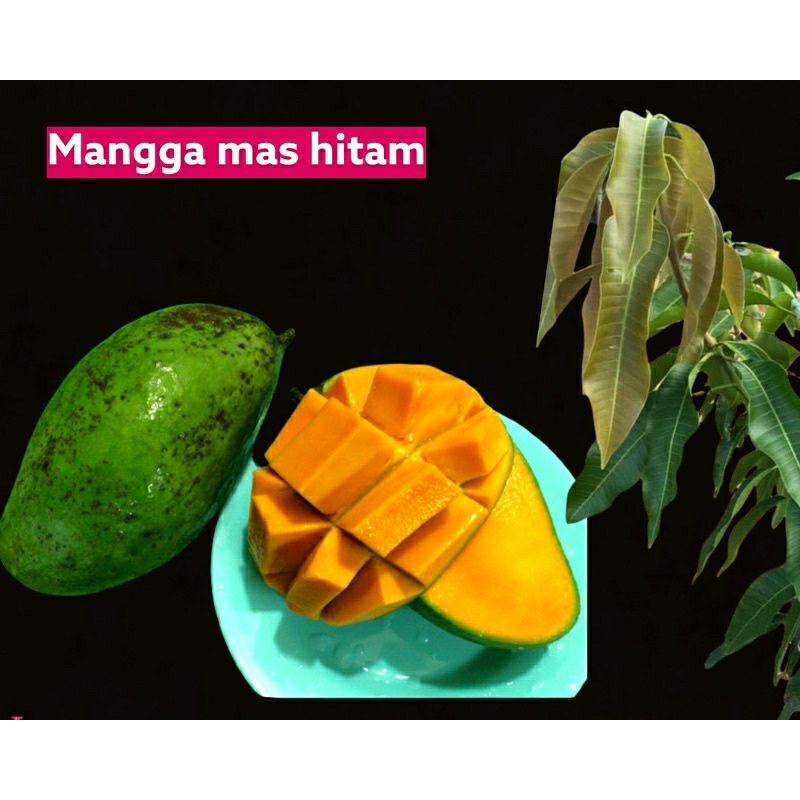 Pokok Mangga Mas Hitam. | Shopee Malaysia