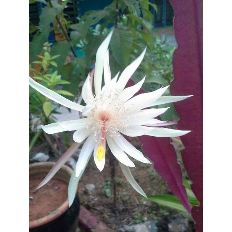 Pokok bakawali bunga raja jenis bunga putih kembang malam | Shopee Malaysia