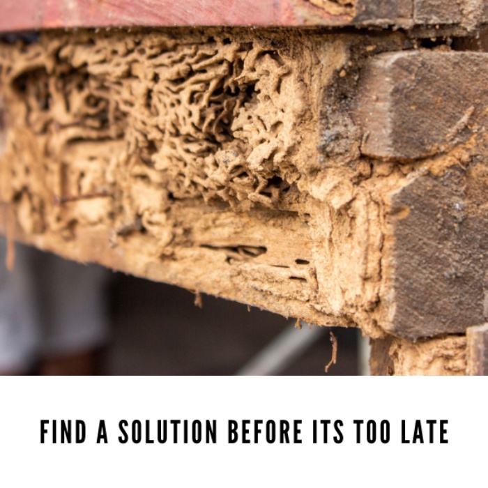 Kotak Umpan Anai-anai Kayu Indoor Termite Bait Box Wood Trap Termite ...