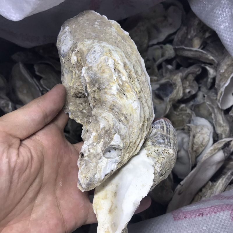 1 KG Sabah Oyster Shell for Koi Pond & Aquarium filters, Super Suitable ...