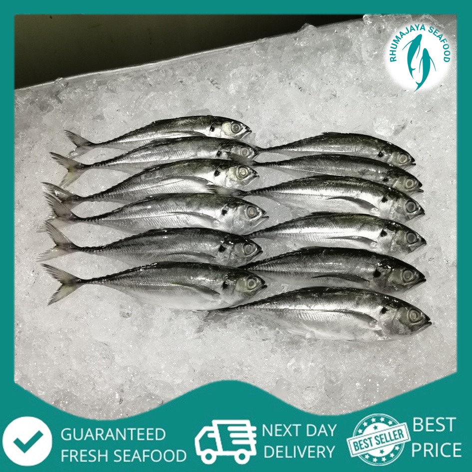 Ikan Sardin (6-8NOS, 1kg+-/packet) | Rhumajaya Seafood | Shopee Malaysia