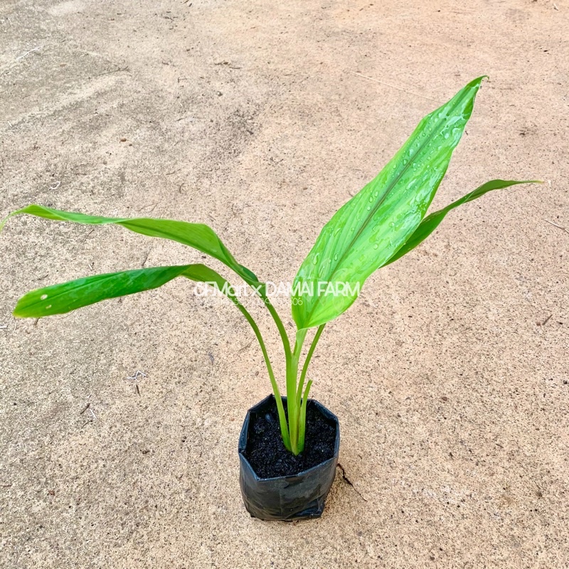 ANAK POKOK TEMU PAUH MANGGA MANGO GINGER DALAM POLYBAG POLIBEG | Shopee ...